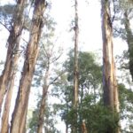 [Private Tour] Healesville Sanctuary Wildlife & Puffing Billy Steam Train - Why Travelers Love This Tour
