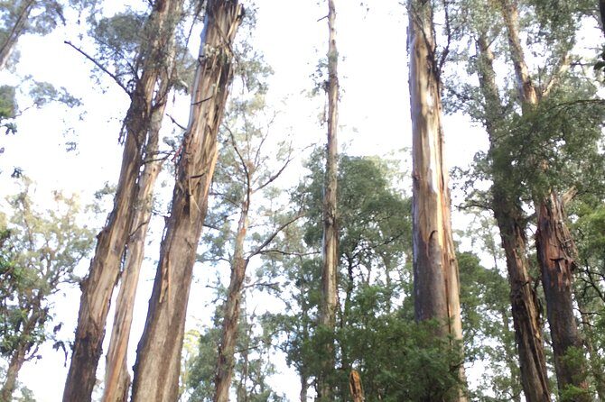 [Private Tour] Healesville Sanctuary Wildlife & Puffing Billy Steam Train - Why Travelers Love This Tour