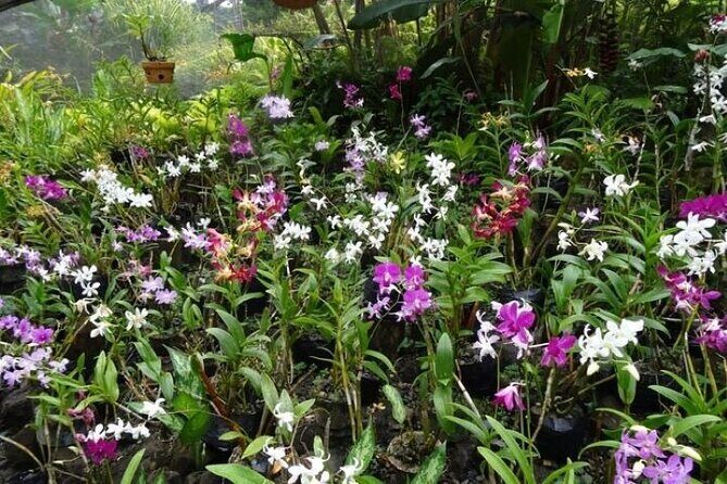 Private Tour: Hot spings & Sleeping Giant Garden hiking Adventure - Who Should Consider This Tour?