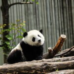 Private tour in Chengdu Panda Base and Leshan Giant Buddha - Real Traveler Insights: What People Are Saying