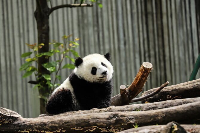 Private tour in Chengdu Panda Base and Leshan Giant Buddha - Real Traveler Insights: What People Are Saying