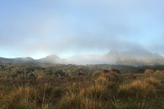 Private Tour in Horton Plains National Park & World's End Tour with Pick up - Practicalities and Value