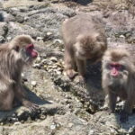 Private tour : Monkey Cruise & Explore Samurai Culture - How Valuable Is This Experience?