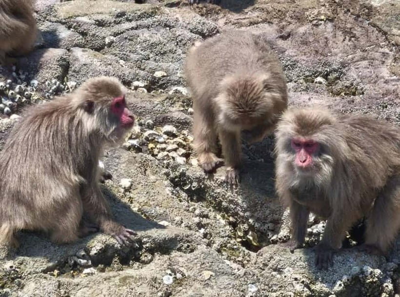 Private tour : Monkey Cruise & Explore Samurai Culture - How Valuable Is This Experience?