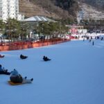 [Private Tour] Nami Island & Snow Viewing and Snow sled (More Members Less Cost) - The Bottom Line
