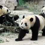 Private Tour of Shanghai Zoo, Xintiandi and Qibao Old Street with Local Delicacy - Key Points