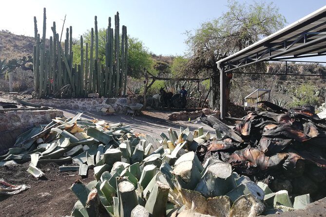 Private Tour of the Mezcal Route with Ancestral Drinks - Detailed Breakdown of the Itinerary
