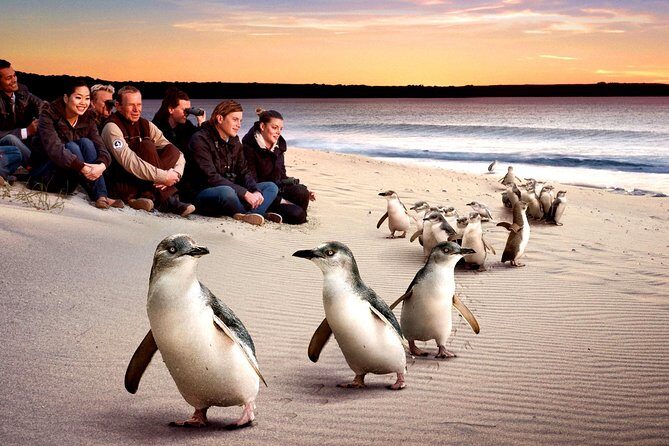[Private Tour] Penguin Parade Phillip Island Tour. - What Travelers Say