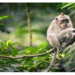 Private Tour: Tirta Empul, Tukad Cepung Waterfall & Penglipuran Village - FAQ