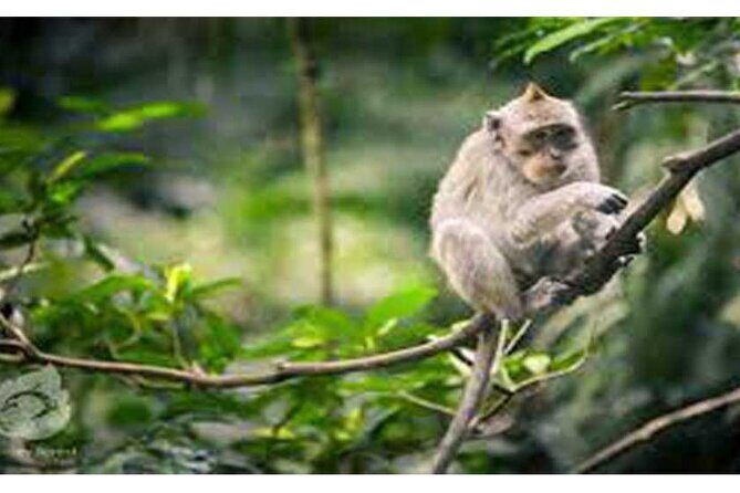 Private Tour: Tirta Empul, Tukad Cepung Waterfall & Penglipuran Village - FAQ