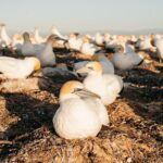 Private tour to Cape Kidnappers Gannet Colony - The Value of the Experience