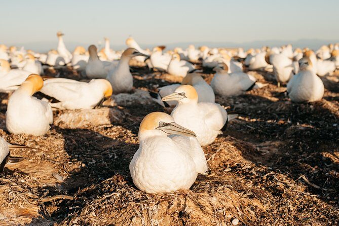 Private tour to Cape Kidnappers Gannet Colony - The Value of the Experience