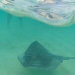 Private Tour to El Cielo and El Cielito and Palancar Cozumel - Why This Tour Provides Good Value