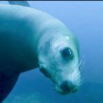 Private Tour to Isla Espiritu Santo and snorkel with sea lions - Practicalities and Value