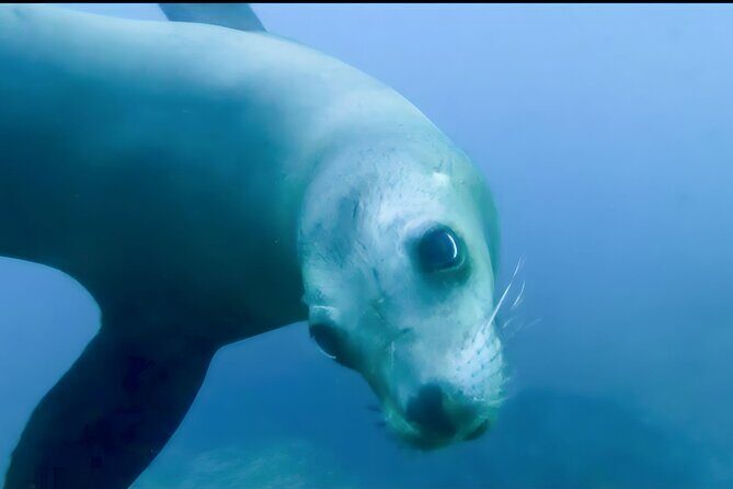 Private Tour to Isla Espiritu Santo and snorkel with sea lions - Practicalities and Value