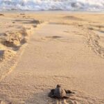 Private tour to release turtles with tickets included - Why Travelers Love This Tour