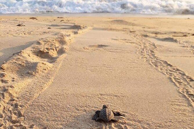 Private tour to release turtles with tickets included - Why Travelers Love This Tour