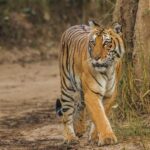 Private Tour to Sariska Tiger National Park by Car from Jaipur - Key Points