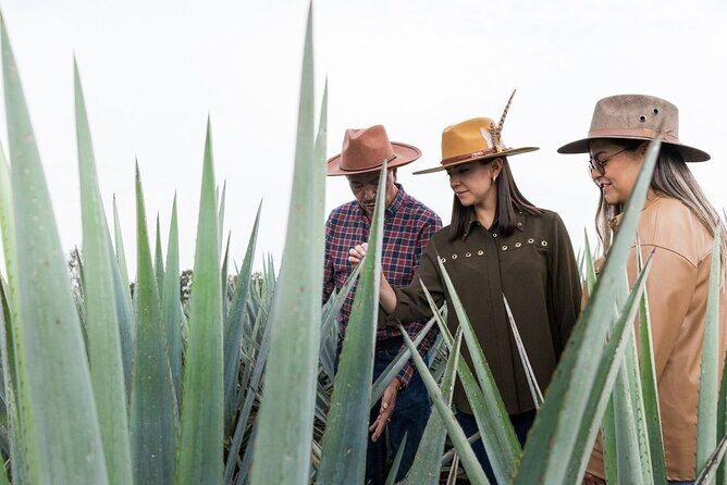 Private Tour to Tequila Ocho Distillery and the Town of Arandas - Who Would Love This Tour?