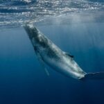 Private Tour Whale Watching BORA-BORA - Practical Tips for a Great Experience
