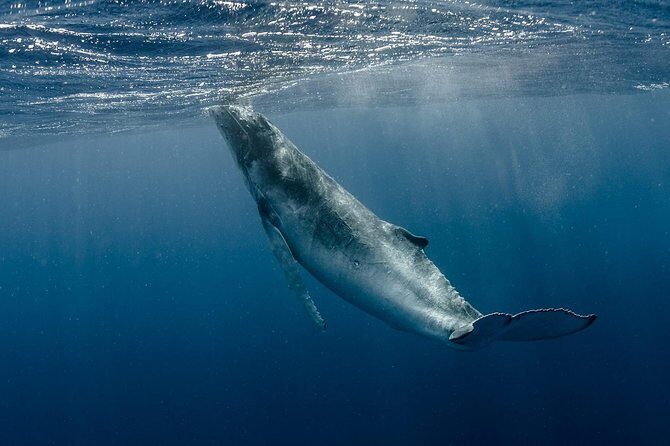 Private Tour Whale Watching BORA-BORA - Practical Tips for a Great Experience