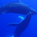 Private Tour Whale Watching - Half Day - Is This Tour Worth It?