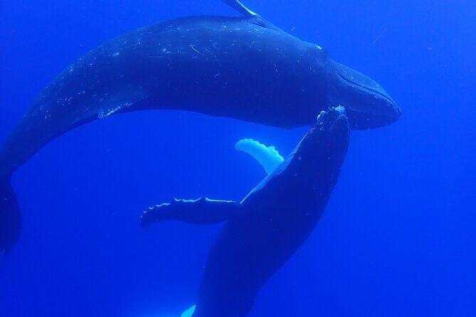 Private Tour Whale Watching - Half Day - Is This Tour Worth It?