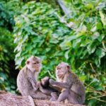 Private Tours Bedugul And Alas Kedaton Monkey Forest - Transportation and Group Size