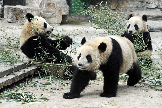 Private Transfer between Shanghai Zoo and City Hotels - Pricing and Value