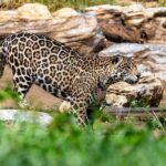 Private Transfer to Beijing Wildlife Park with Self-driving Ride Inside - Who Will Love This Tour?
