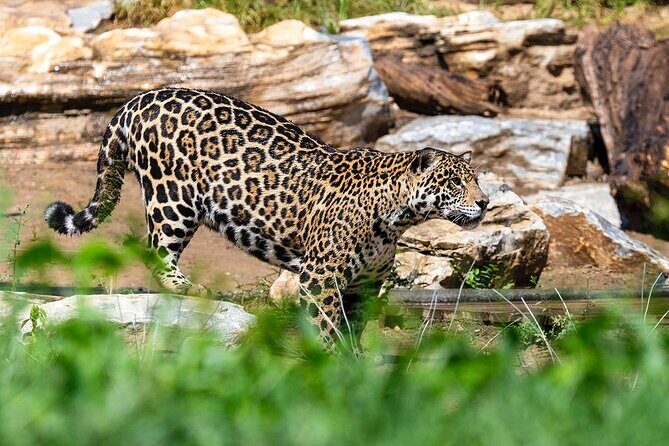 Private Transfer to Beijing Wildlife Park with Self-driving Ride Inside - Who Will Love This Tour?