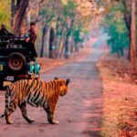 Private Transfers Sawai Madhopur to Jaipur Drop One Way - A Practical Breakdown of the Experience