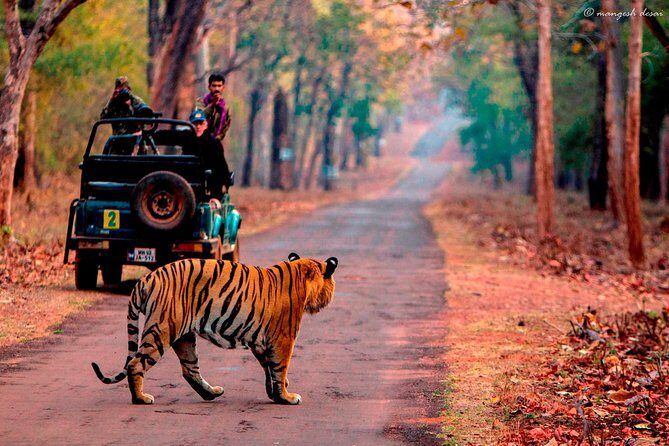 Private Transfers Sawai Madhopur to Jaipur Drop One Way - A Practical Breakdown of the Experience