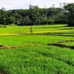 Private Tuk-Tuk Village Tour - From Bentota Hotels - Authentic Encounters and Practical Tips