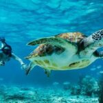 Private Tulum Mayan Ruins & Swimming with Turtles Experience - Overview of the Tour Experience