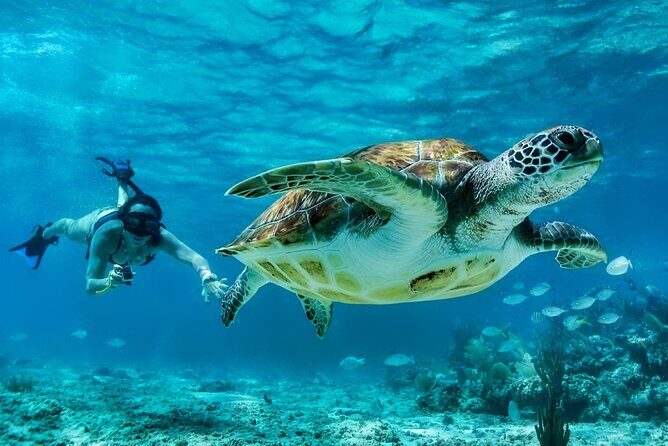 Private Tulum Mayan Ruins & Swimming with Turtles Experience - Overview of the Tour Experience