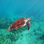 Private Tulum Ruins and Swim with Turtles - Deep Dive: Details Matter for a Complete Experience