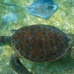 Private Turtles & Cenotes Adventure - Analyzing the Value: Is It Worth It?