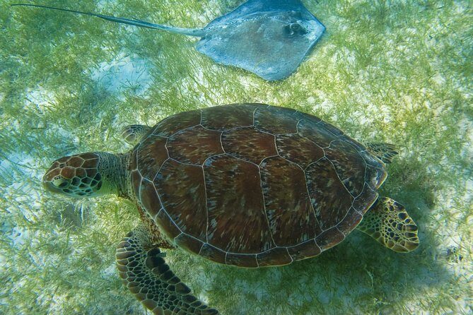 Private Turtles & Cenotes Adventure - Analyzing the Value: Is It Worth It?