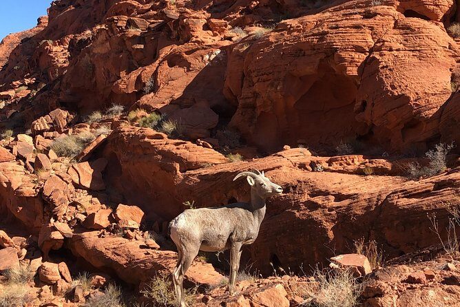 Private Valley of Fire Hiking Tour from Las Vegas - The Itinerary – A Closer Look