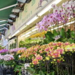 Private Walking Tour: Hong Kong Local Markets Hopper - A Detailed Look at the Market-Hopping Experience
