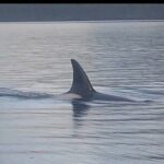 Private Whale and Wildlife Viewing - The Value of a Private Guide in Alaska