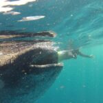Private Whale Shark All Inclusive Experience - The Price & Its Value