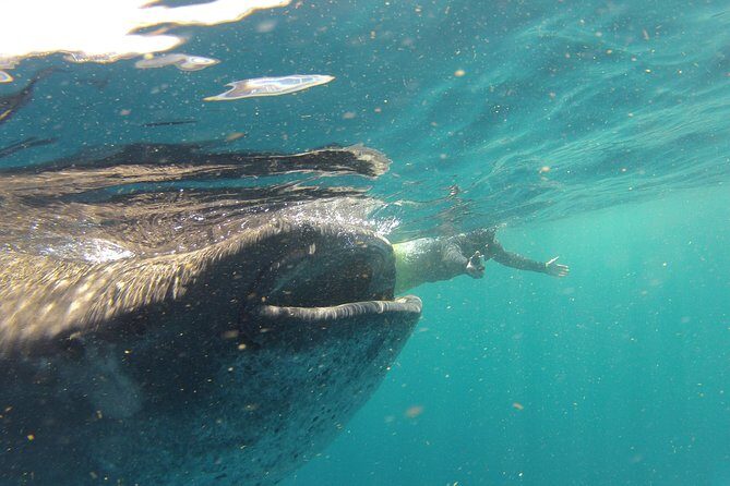 Private Whale Shark All Inclusive Experience - The Price & Its Value