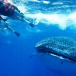 Private Whale shark Ecofriendly tour from Cancun - Analyzing the Cost and Value