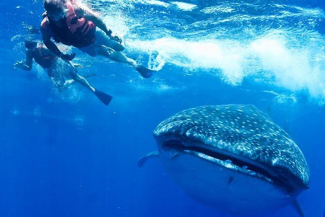 Private Whale shark Ecofriendly tour from Cancun - Analyzing the Cost and Value