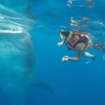 Private Whale Shark Tour from Cancun - The Value of This Private Experience