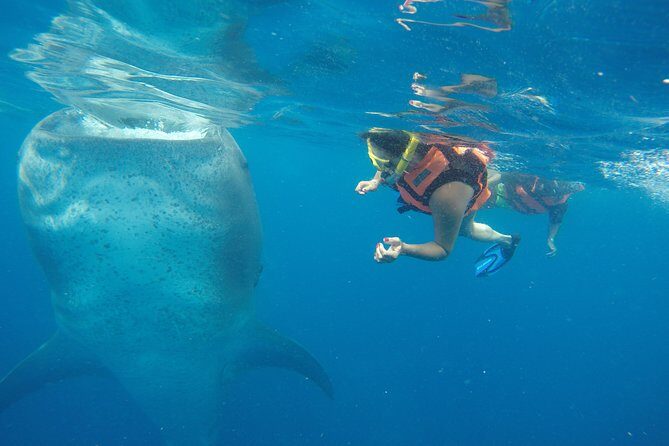 Private Whale Shark Tour from Cancun - The Value of This Private Experience