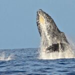 Private Whale Watch and Snorkel off Kaua'i - A Few Practical Considerations