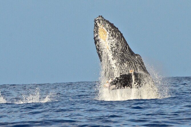 Private Whale Watch and Snorkel off Kaua'i - A Few Practical Considerations